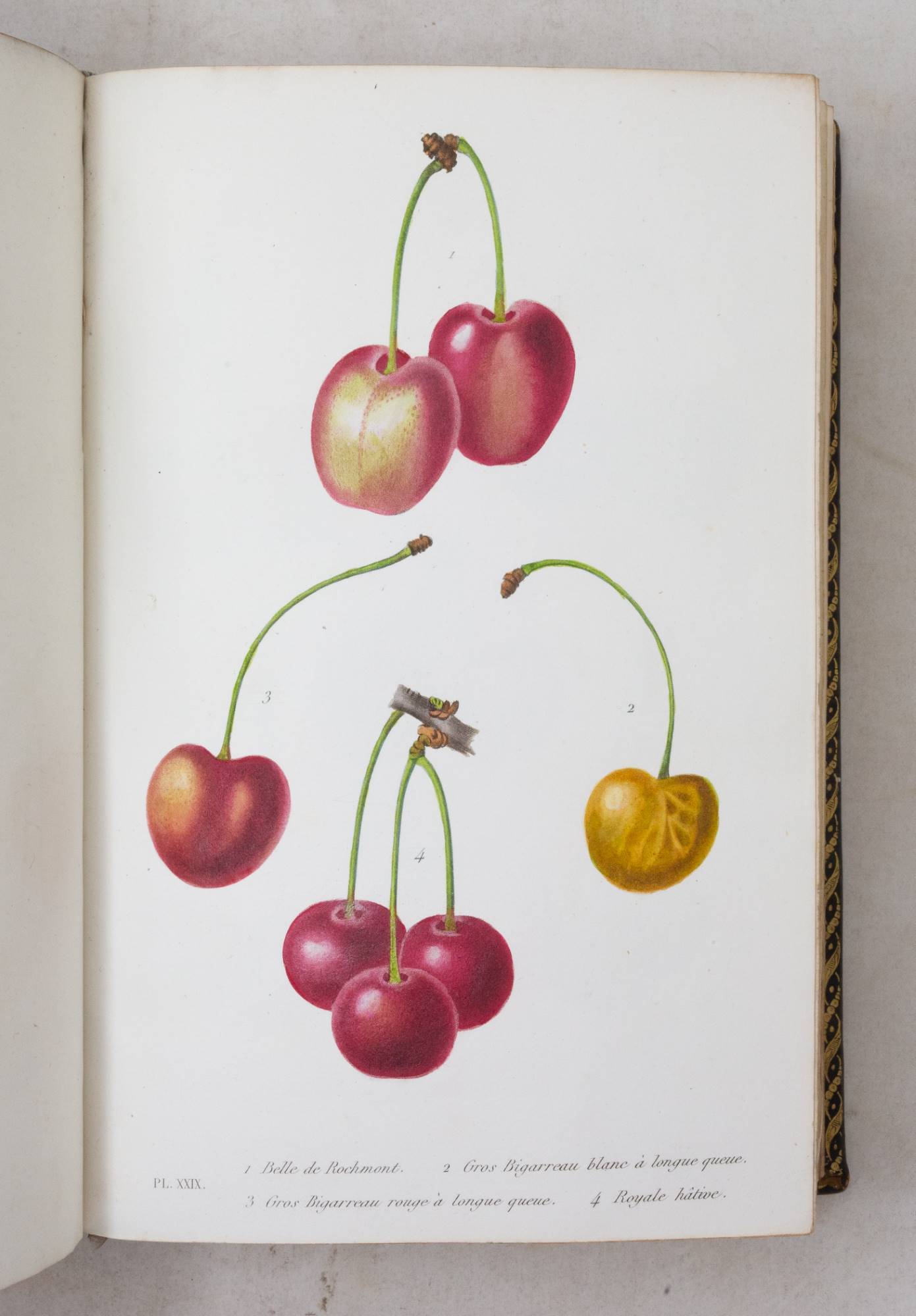 Le Jardin Fruitier, histoire et culture des arbres fruitiers, des ...