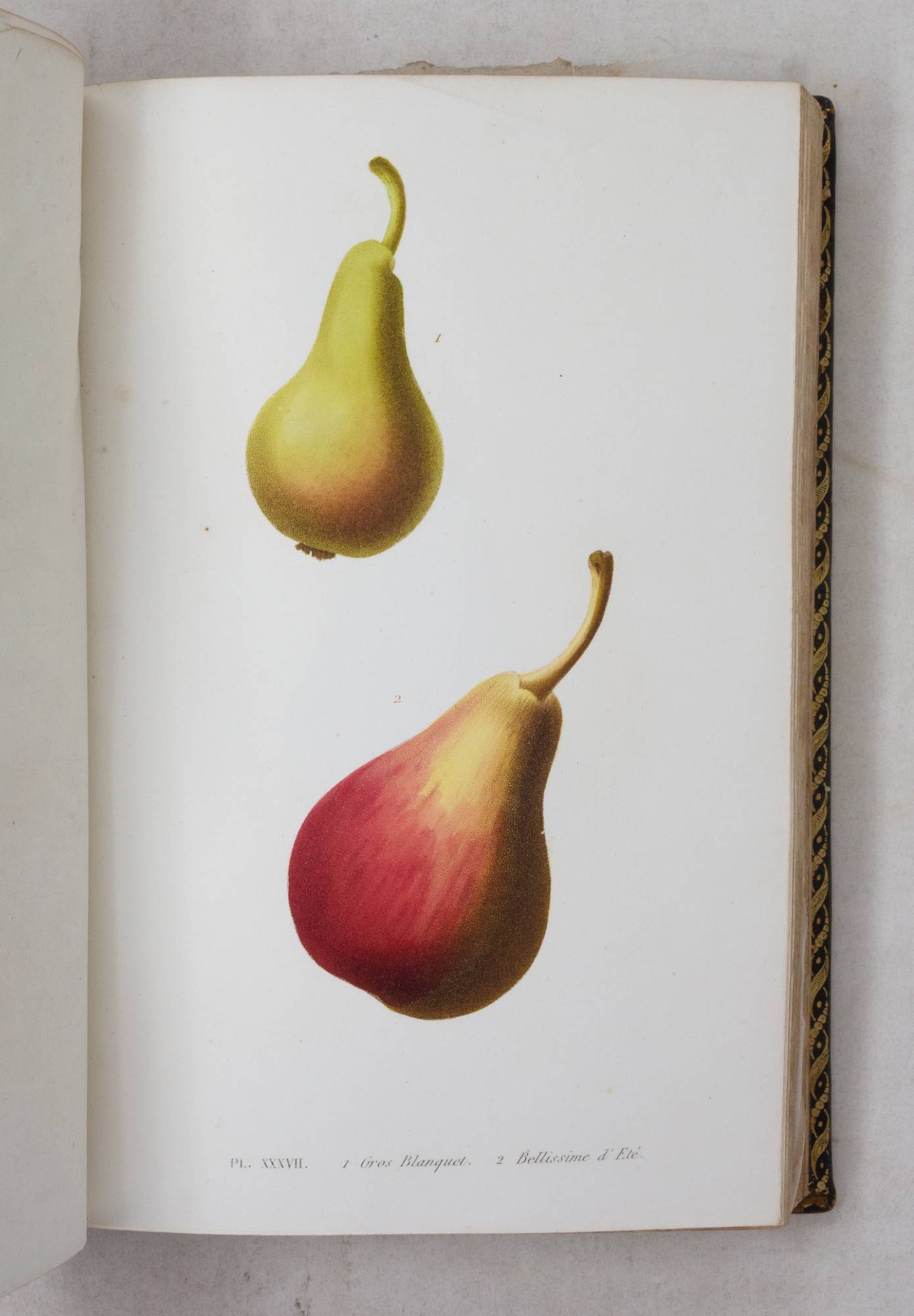 Le Jardin Fruitier, histoire et culture des arbres fruitiers, des ...